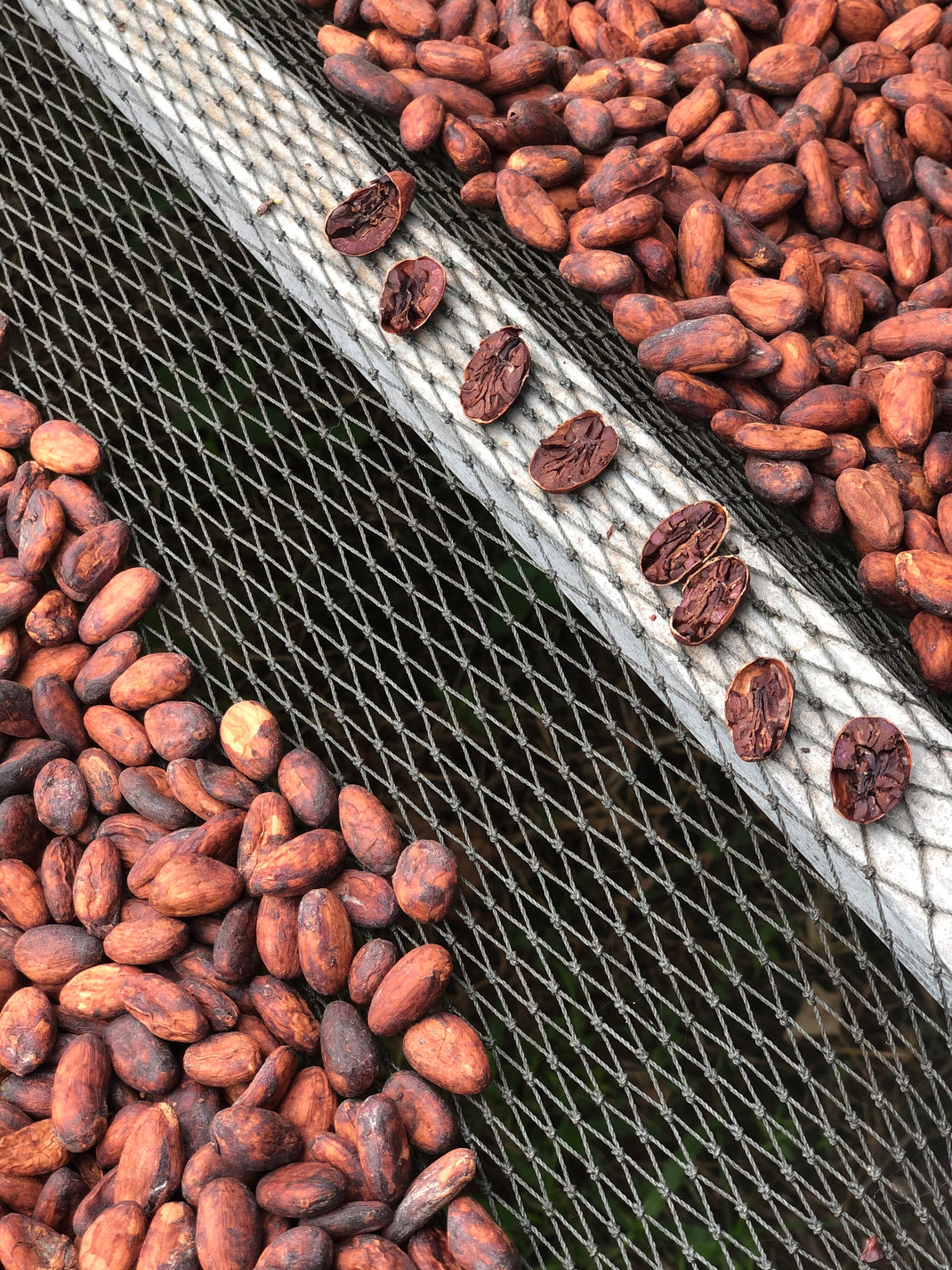 What’s the difference between cacao and cocoa? – Pure Imagination Bean to Bar